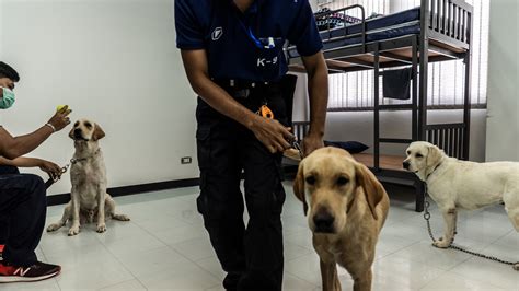 How Dogs Are On The Covid 19 Front Lines The New York Times
