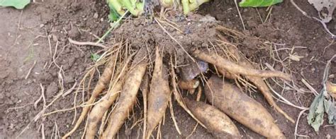 ヤーコンの栽培育て方手順地植えプランター 休日菜園