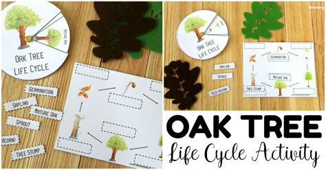 Printable Oak Tree Life Cycle Activity Look Were Learning Worksheets Library