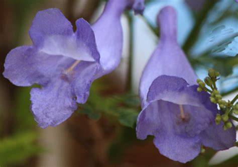 引退 花の写真ジャカランダ karegozilaの日常