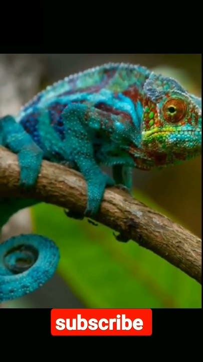 2022 Chamilion And 5000 Bce Mythology Chamilion 😈shorts Trending 2022