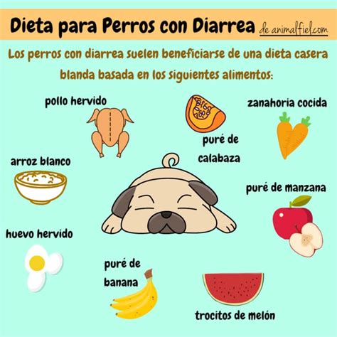 Qué Es Mejor Para Alimentar A Un Perro Con Diarrea