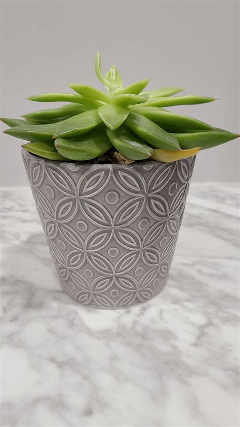 Help With My Plant Can Anyone Tell Me What Is Wrong With My Plant And