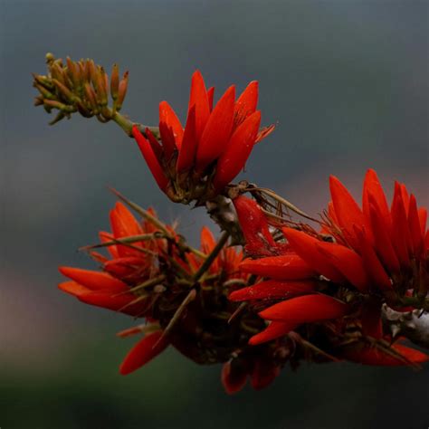 The Hidden Beauties 9 Indian Trees We Often Overlook In Our Gardens