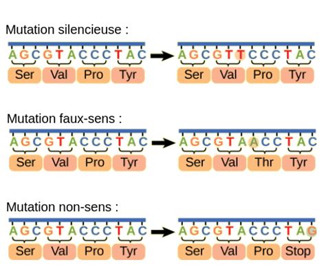 Les Mutations Ponctuelles Labster Theory