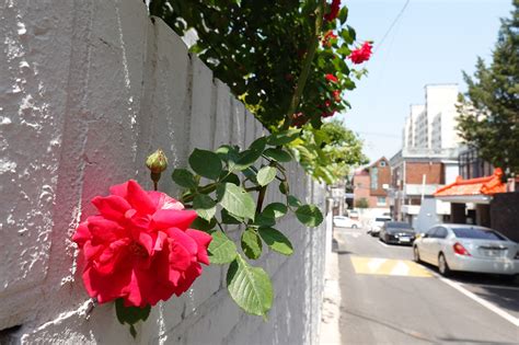 [20230516]5월은 장미의 계절 안양6동 골목에 장미꽃 만발