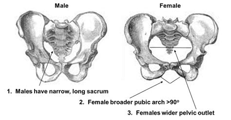 Sex Determination By Skeleton New