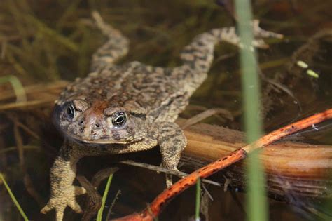 The Wyoming Toad Leaping Toward Recovery Defenders Of Wildlife