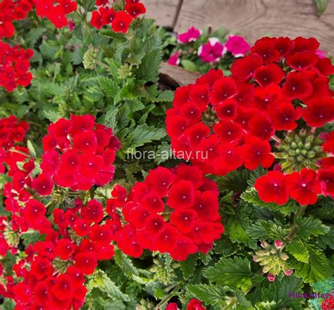Вербена Empress Sun Red вегетативная | Flora Altay
