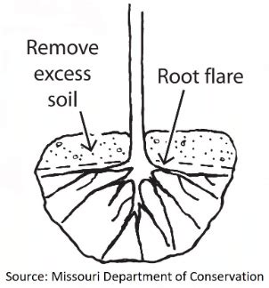 St Louis Neighborhood Foresters