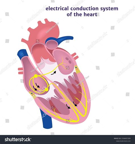 Cardiac Conduction System Animation