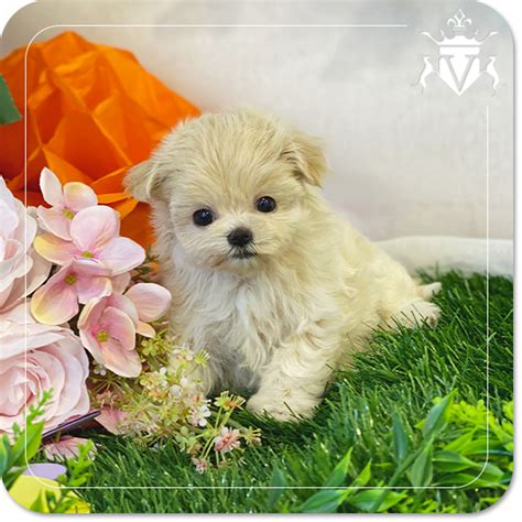 말티푸 코리안숏헤어 비숑프리제분양 치와와분양 고양이보호소 광주유기견보호센터 광주광역시유기견보호센터 유기견보호센터봉사 리트리버분양 빅토리아펫 강아지분양 펫샵