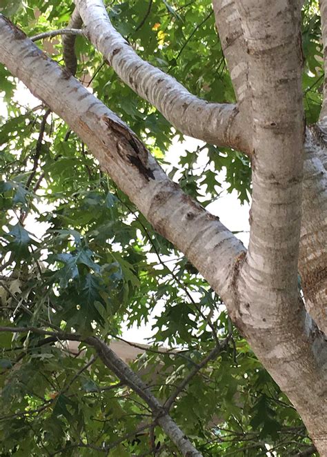 Can You Kill Nutsedge At Karen Medina Blog