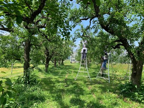 ラフランスの摘果作業 果樹園うめつ