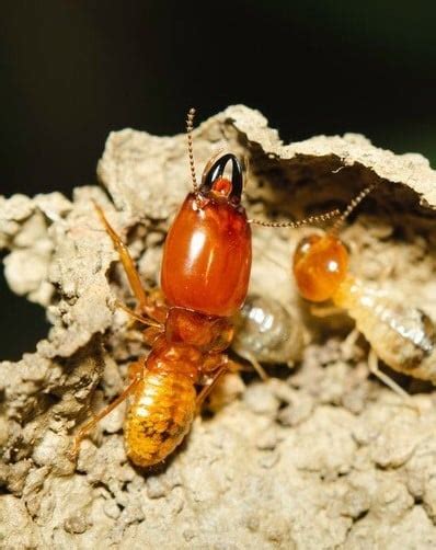 Macrotermes Gilvus Subterraneantermites Fact