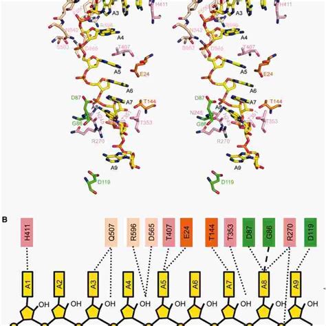 Proteinrna Interactions A Stereo View Showing The Ssrna Binding