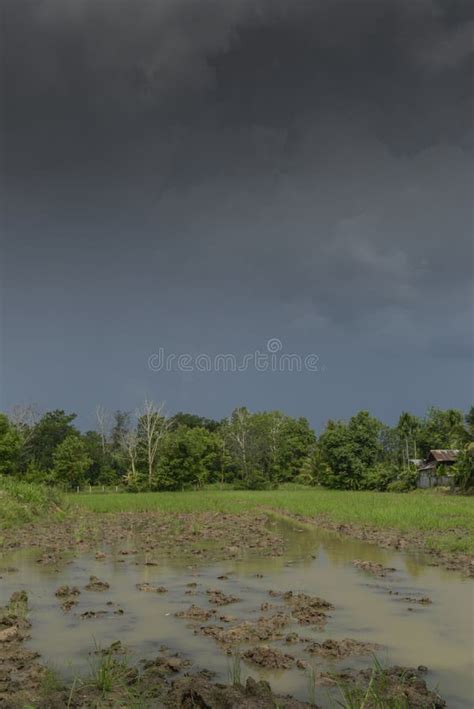 Rice Field Walkways Allowing Farmers And Wildlife To Travel Through
