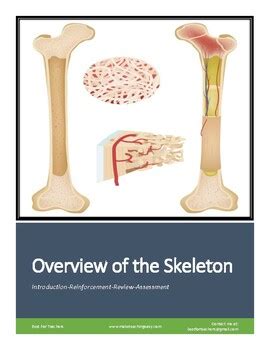 Worksheet Introduction To Bones Classification Of Bones Bone Structure