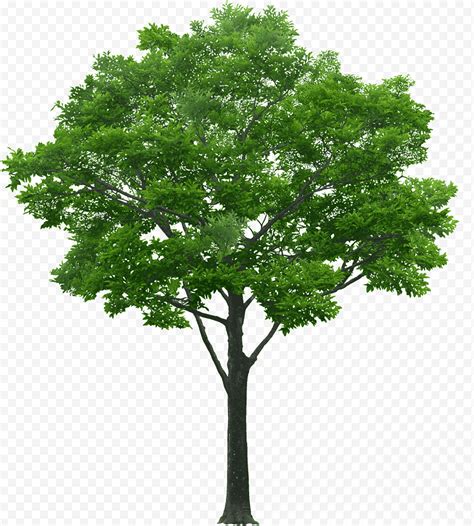 Daun Pohon Oak Rendering Arsitektur Arsitektur Rendering 3D Grafik
