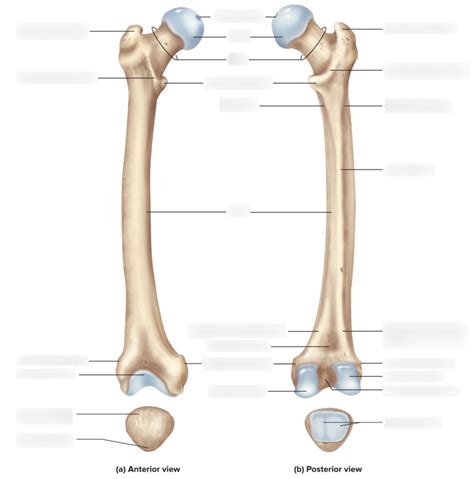 Lower Limb Femur 838 Diagram Quizlet
