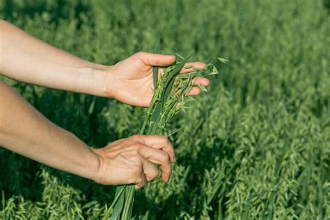 Oat Flour Nutrition Benefits And Tips The Healthy Oat