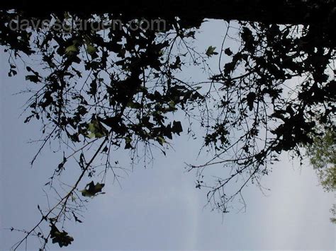 Garden Pests And Diseases Thousands Of Caterpillers Eating Oak Trees