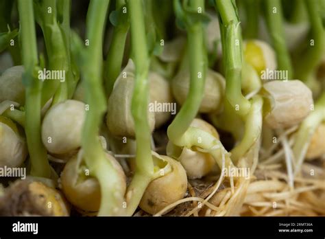 A Large Number Of Pea Roots Are Light Yellow In Color The Thin Root
