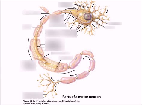 Neuron Labeling Anatomy And Physiology Diagram Quizlet