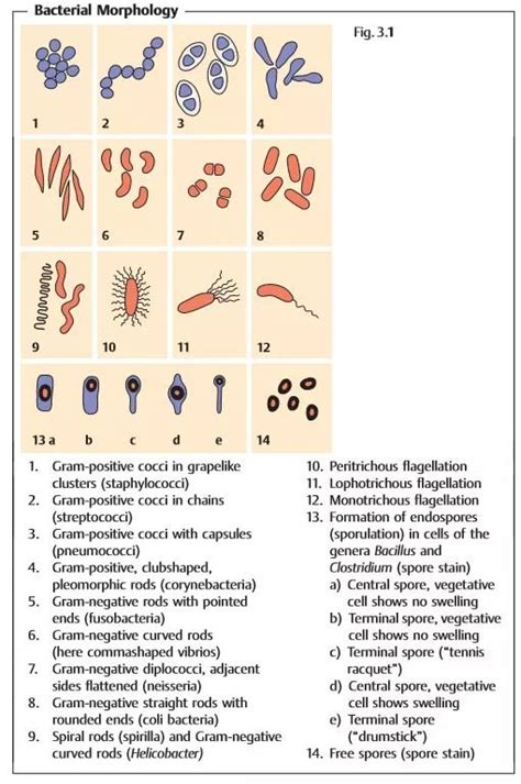 Pdf Bacterial Morphology