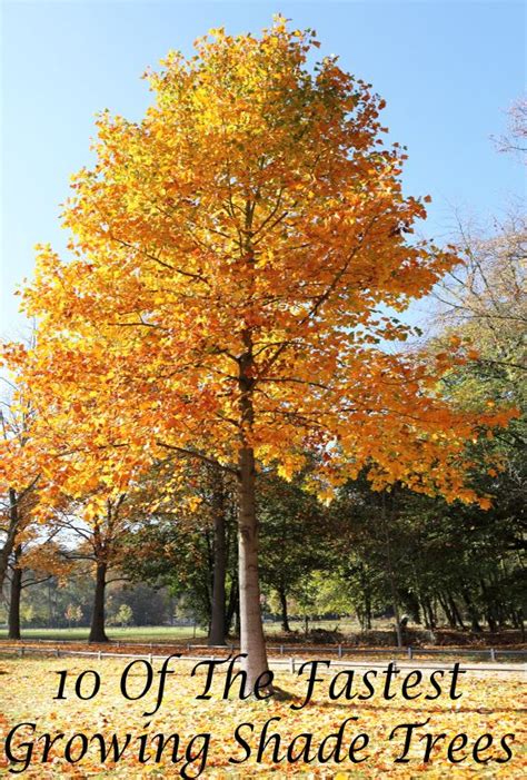 51 Best Images About TREES FOR SHADE AND BEAUTY On Pinterest Red Oak Cleveland And Search