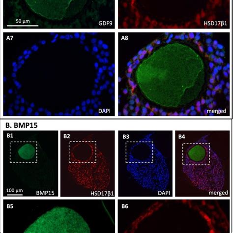 Gdf9 And Bmp15 Localization In Human Ovarian Follicles A Gdf9