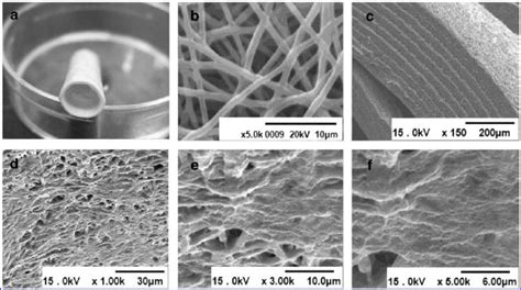 Scanning Electron Microscopic Findings Of A Small Diameter Vascular Download Scientific Diagram
