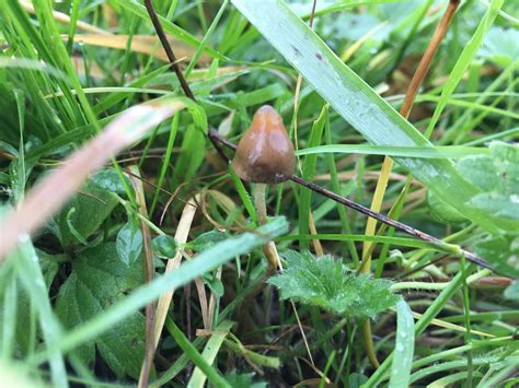 Did I Just Found My First Libs Rbeacain