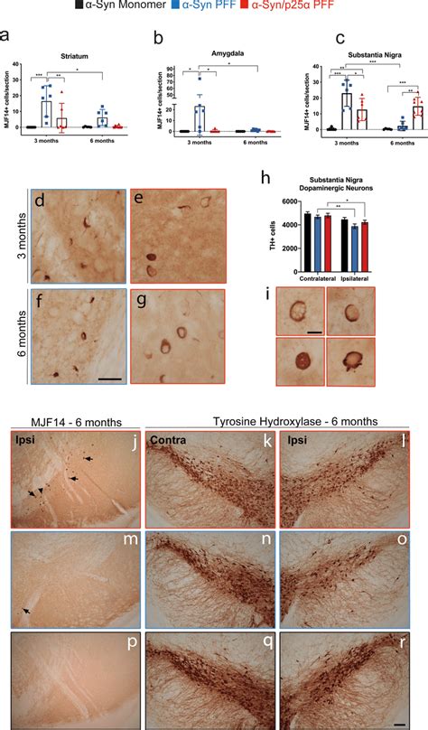 α Synp25α Pff Induces Preferential α Syn Aggregation In Nigro Striatal