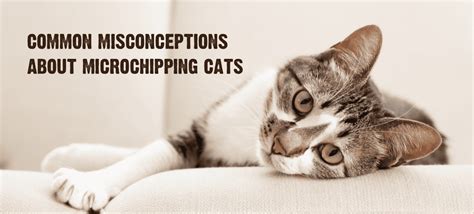 Microchipping Your Cat Why It S Important How It Works