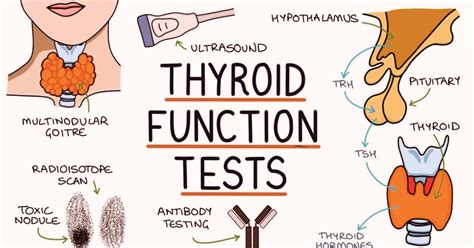 The Thyroid Test What Is A Thyroid Test How To Treat It Information
