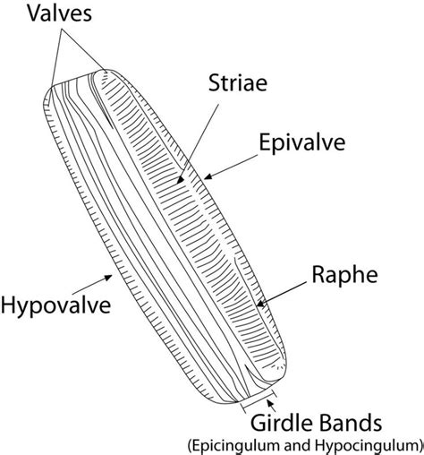 Diatom Cell