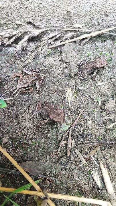 Лягушечки Много лягушечек Youtube