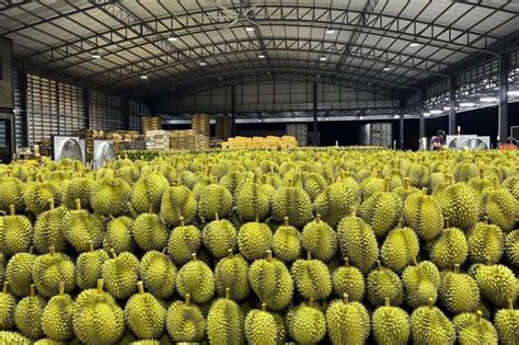 เกษตรฯ สั่งพื้นที่ คุมเข้มคุณภาพ ผลไม้ตะวันออก