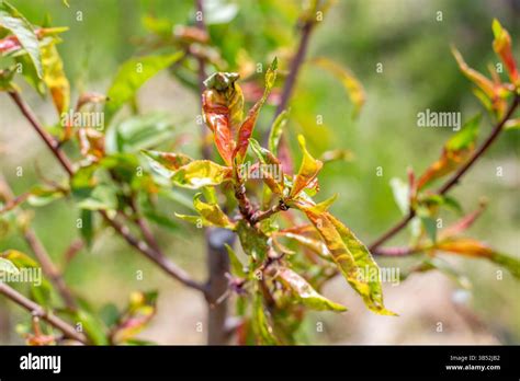 Peach Tree Leaf Curl Young Leaf Curling Tree Disease And Methods Of