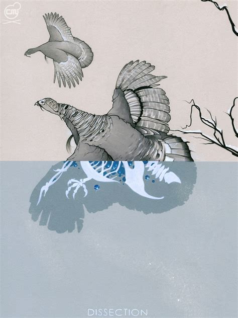 Bird Dissection By Chrisbmurray On Deviantart