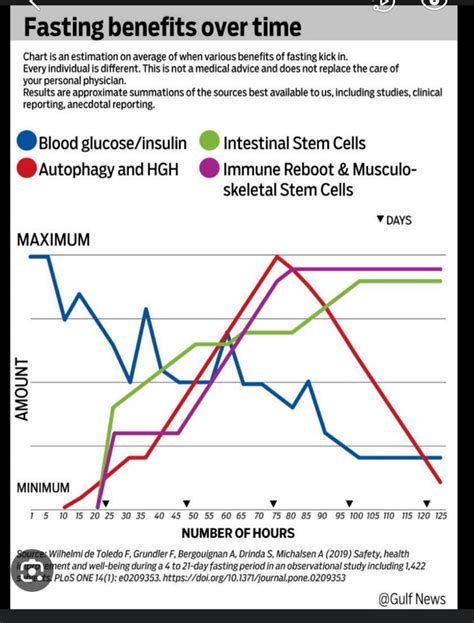 How Does Autophagy Look In Longer Fasts Rfasting