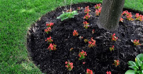 How To Keep Your Lawn Edges Looking Sharp Trim That Weed