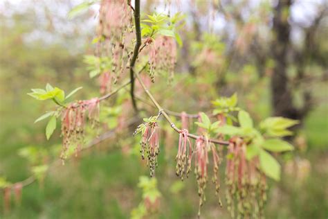 ნეკერჩხალი Acer ალერგოლოგიური პროგნოზი Vidal Ge