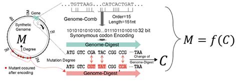 Bacterial Cells Engineered With Synthetic Genet
