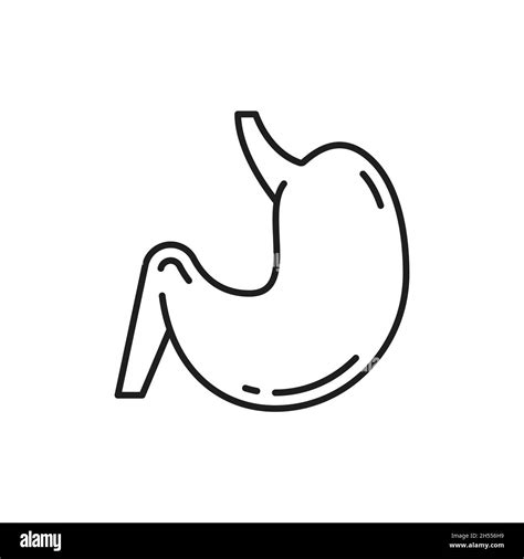 Stomach Abdomen And Digestion Internal Human Organ Isolated Thin Line