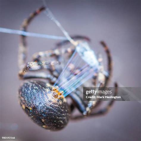 The Spiders Web Photos And Premium High Res Pictures Getty Images