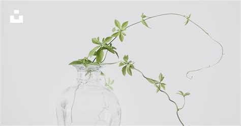 투명 유리 꽃병에 녹색 식물 사진 Unsplash의 무료 식물 이미지