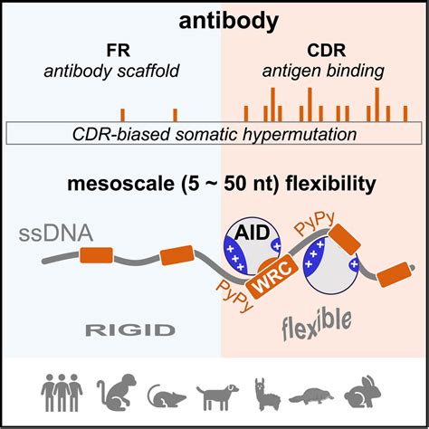 Mesoscale Dna Feature In Antibody Coding Sequence Facilitates Somatic
