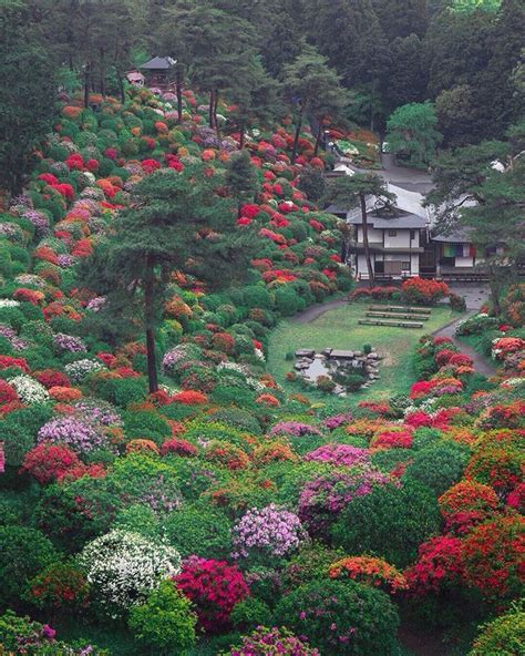 杜鹃花日本盐船观音寺